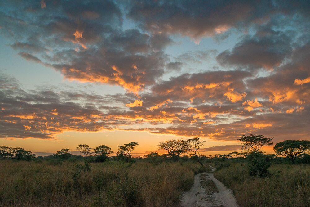 Bushwillow Collection Luxury Sand Forest Lodge